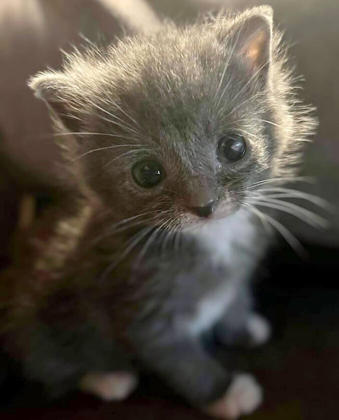 Reaching out: Local kitten rescue seeks community’s help to continue ...